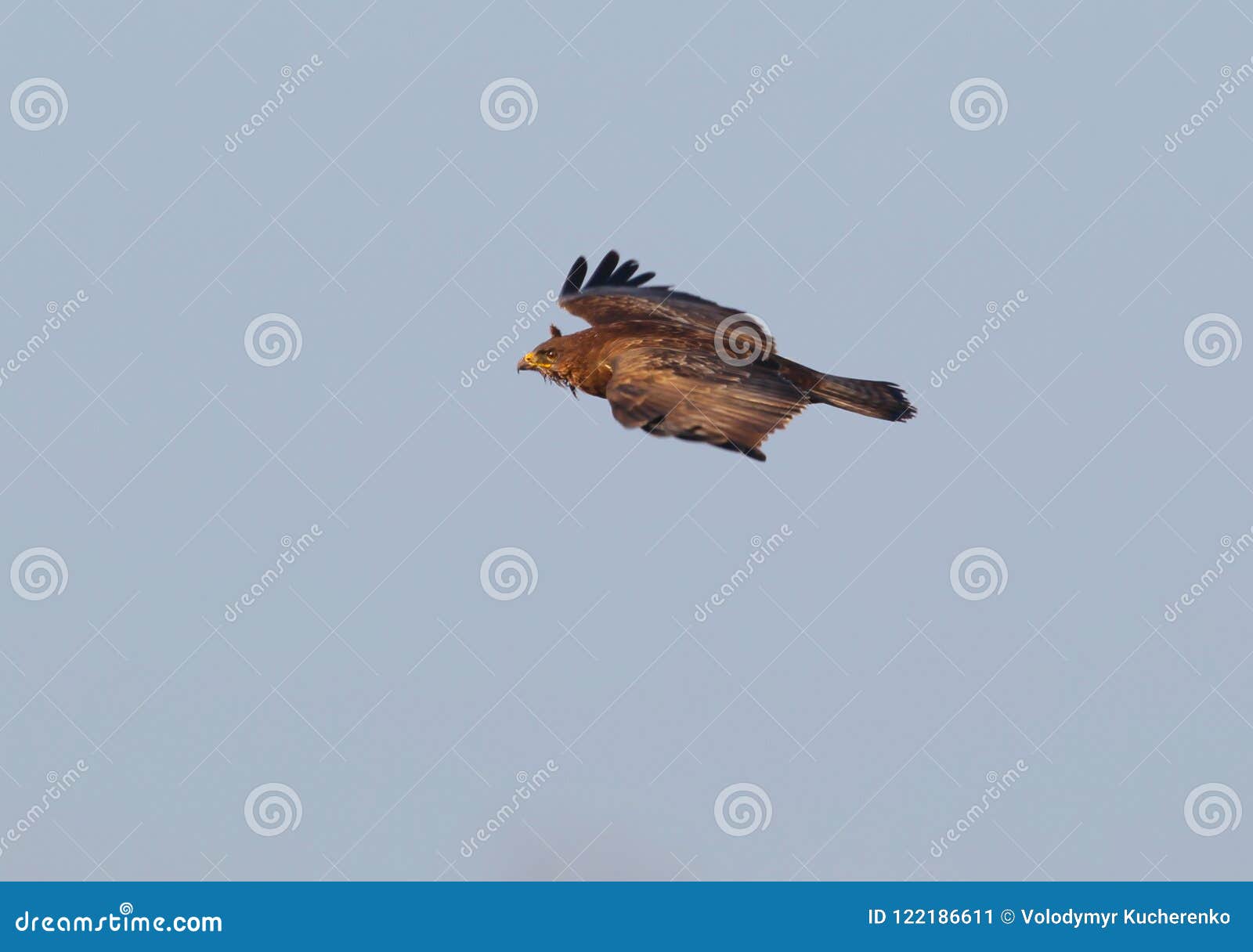 Common buzzard stock image. Image of flying, bird, outdoors - 122186611