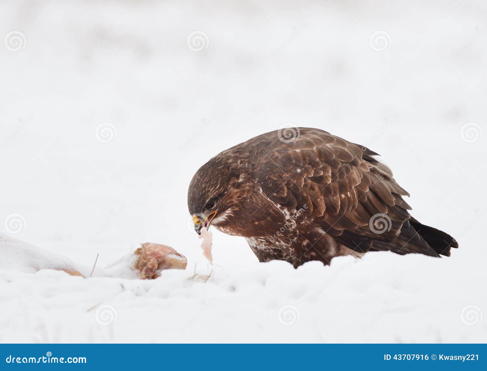 Common buzzard stock photo. Image of eagle, hunting, buzzard - 43707916