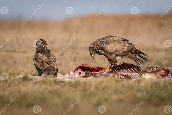 Common Buzzard Eating on a Meadow Stock Image - Image of eagle, meat ...
