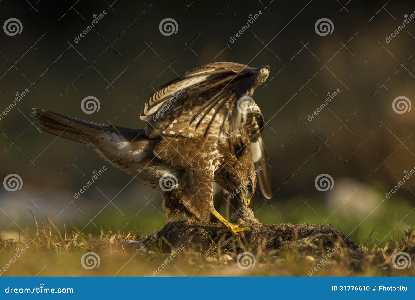 Common buzzard stock photo. Image of eagle, bird, buzzard - 31776610