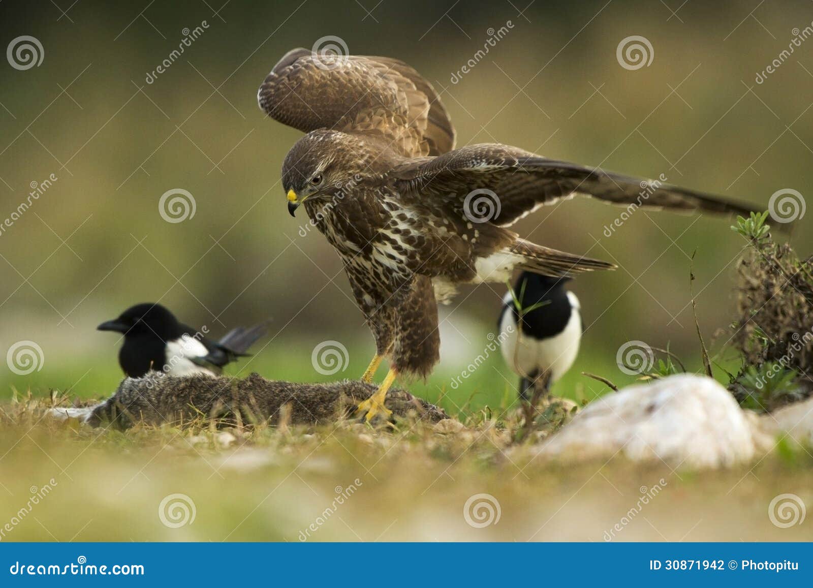 Common Buzzard Eating a Rabbit Stock Photo - Image of buzzard, eagle ...