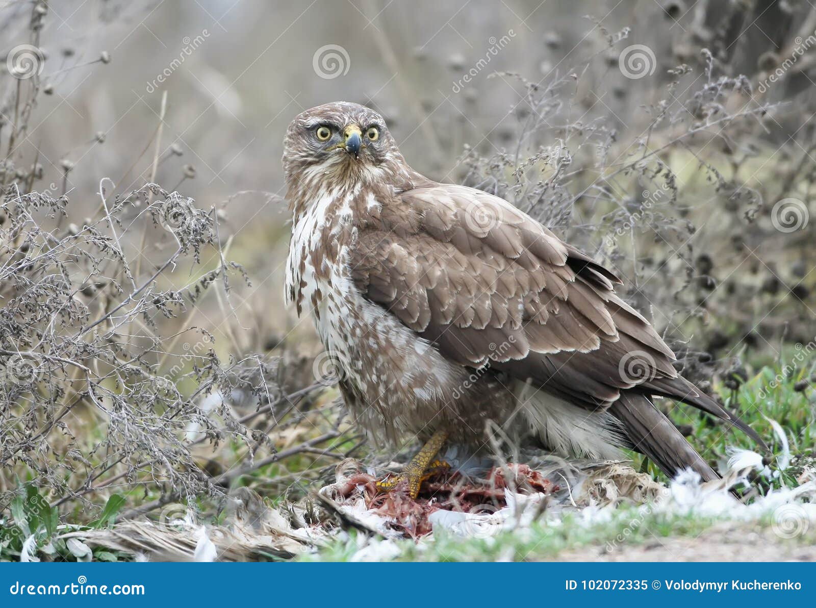 Common Buzzard Eats a Prey. Stock Image - Image of winter, green: 102072335