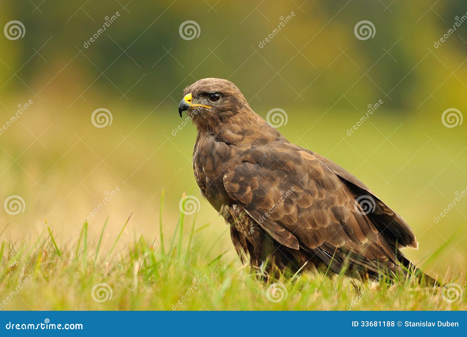 Common Buzzard on field stock photo. Image of falconry - 33681188