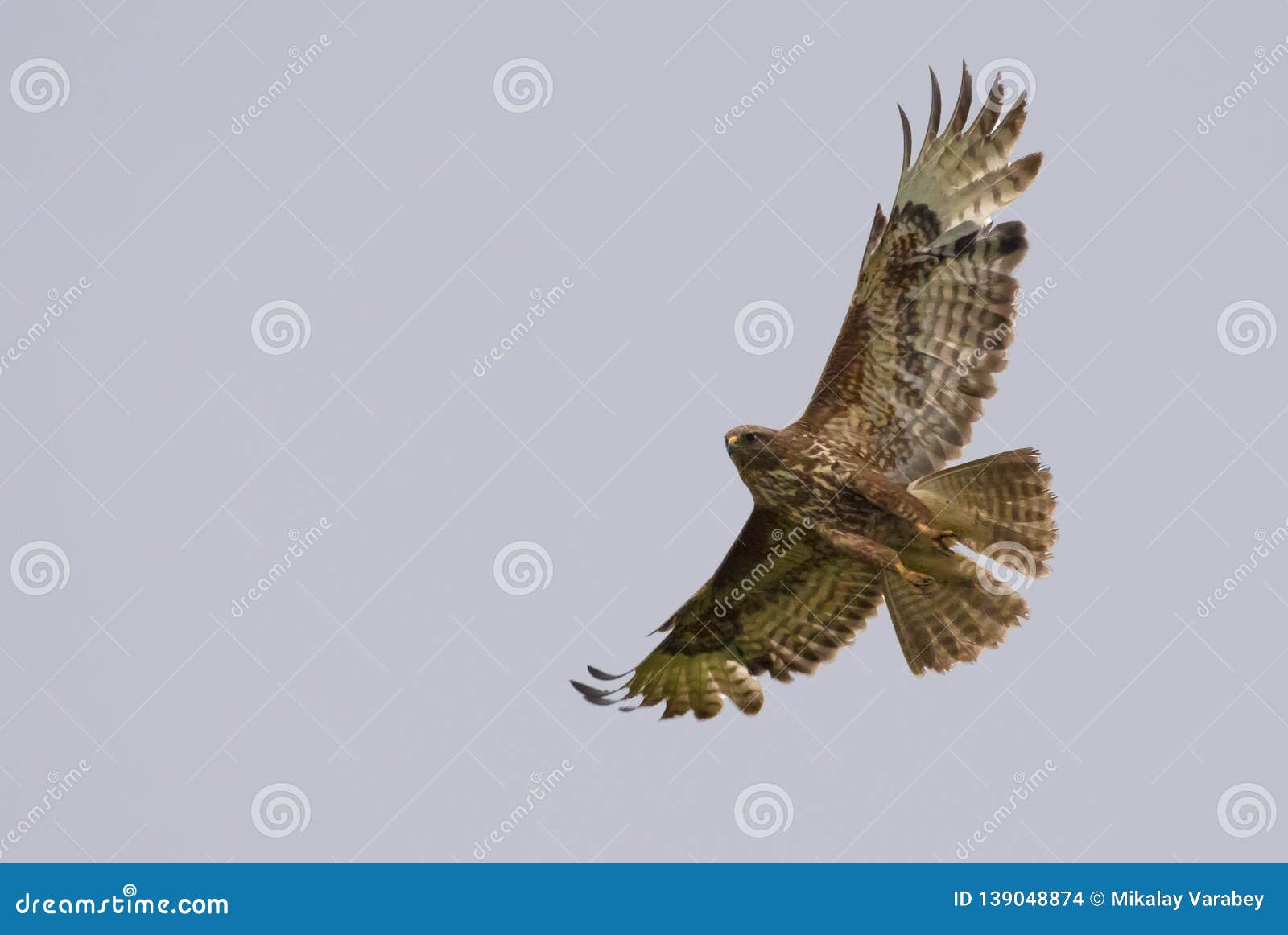 Common Buzzard in Flight Fast in Grey Sky Stock Photo - Image of ...