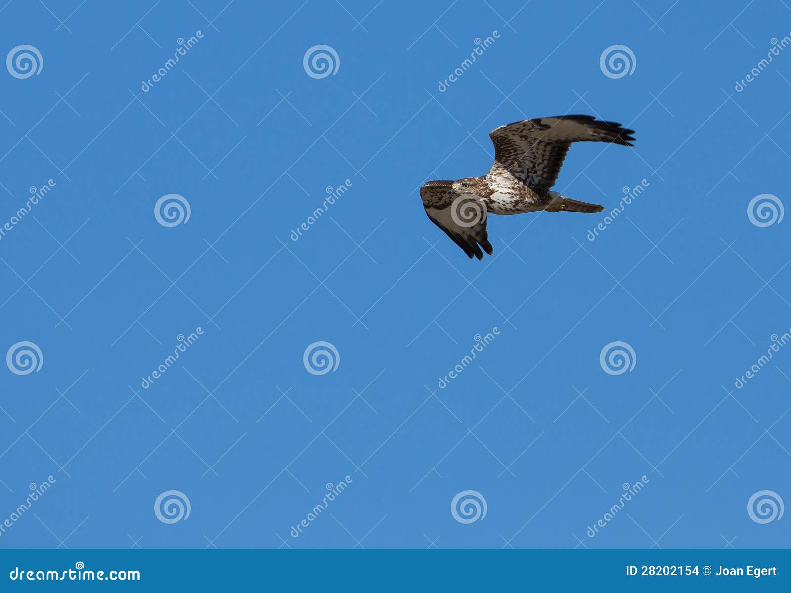Common Buzzard in flight stock photo. Image of delta - 28202154