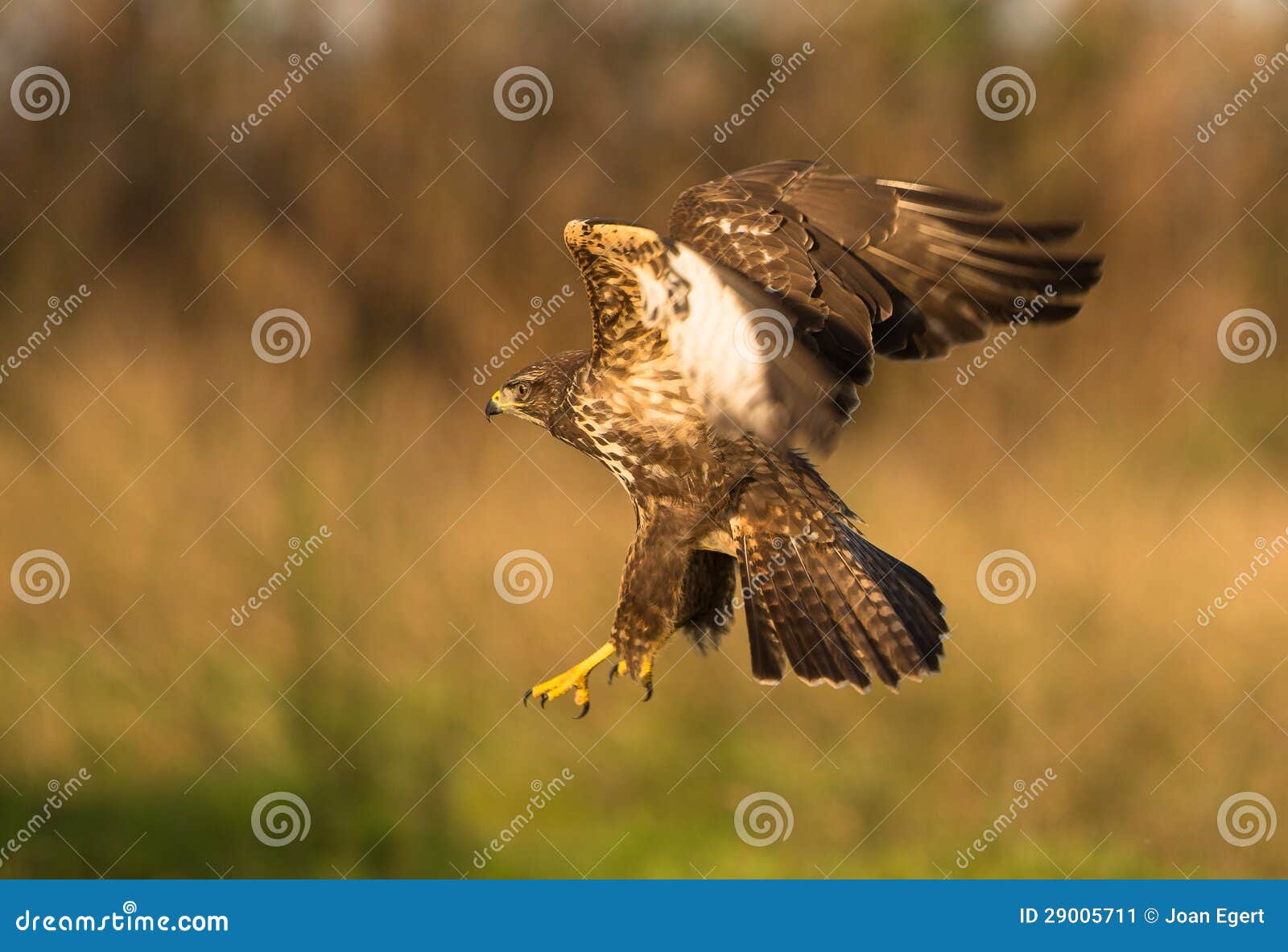 Common Buzzard on flight stock image. Image of feathers - 29005711