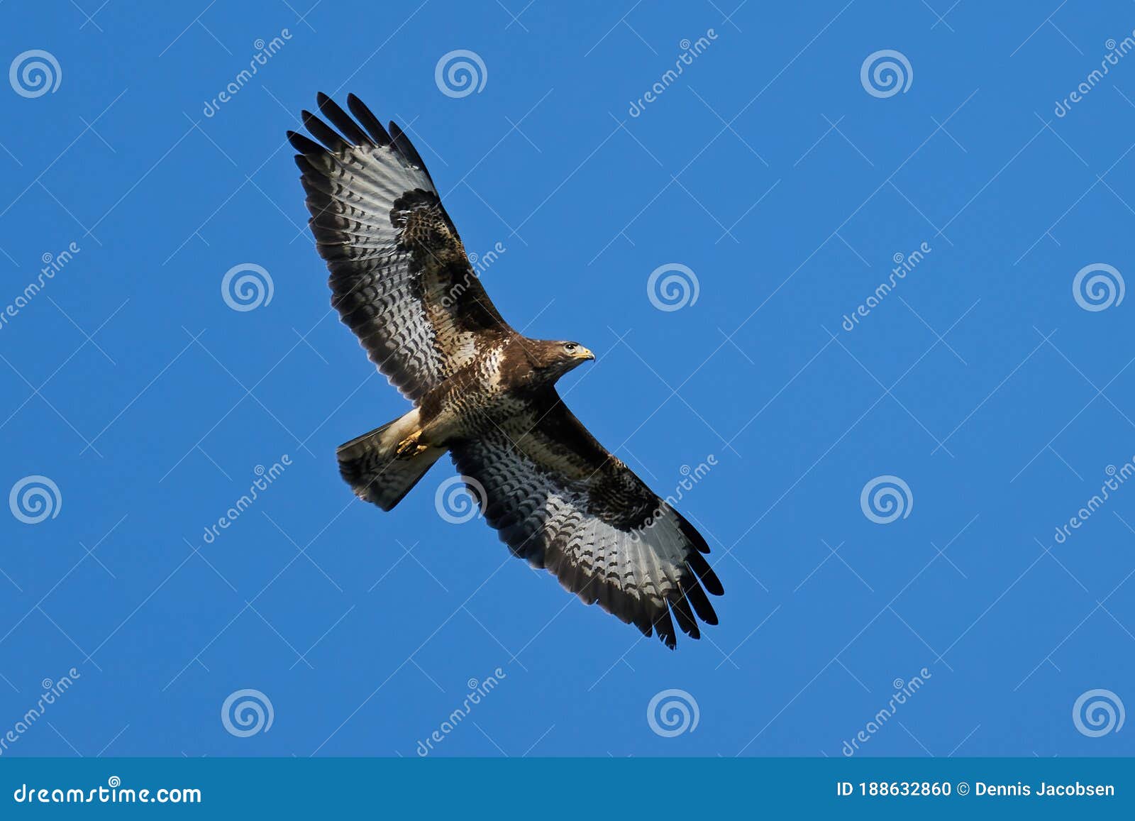 Common Buzzard Buteo Buteo in Flight Stock Photo - Image of common ...