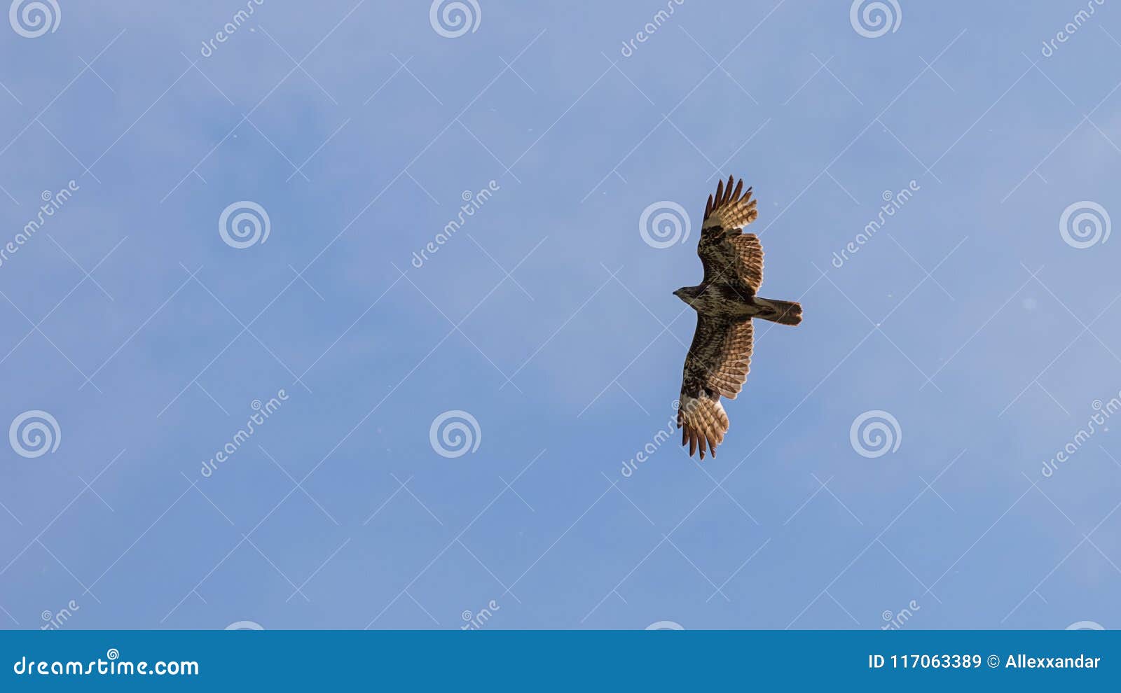 Common Buzzard Flight. Buteo Buteo Stock Image - Image of hunter ...