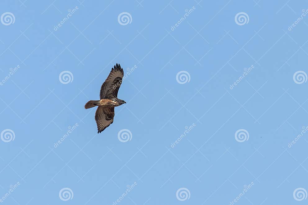 Common Buzzard in Flight Buteo Buteo Stock Image - Image of majestic ...