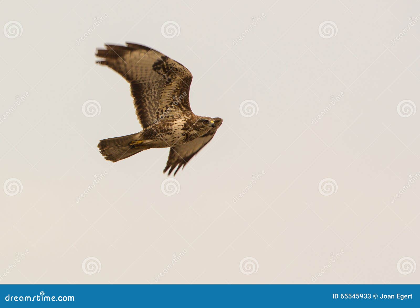 Common Buzzard in flight stock image. Image of detailed - 65545933