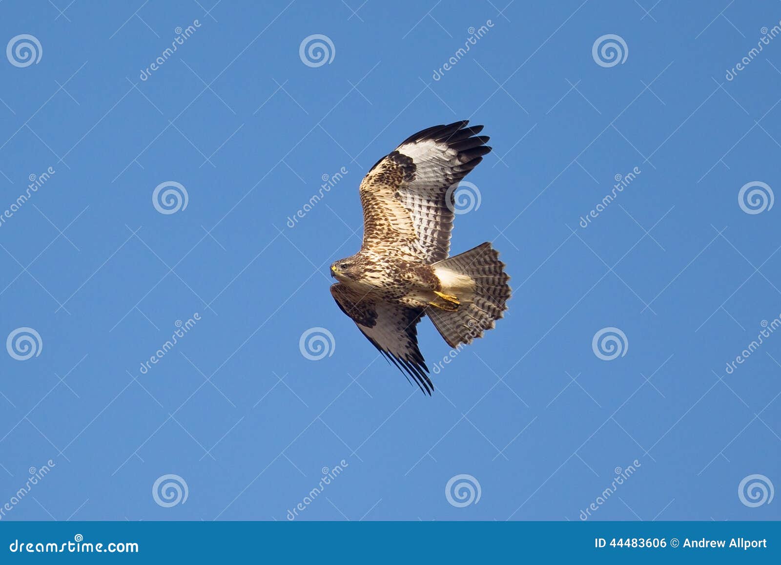 Common Buzzard in flight stock photo. Image of hunting - 44483606