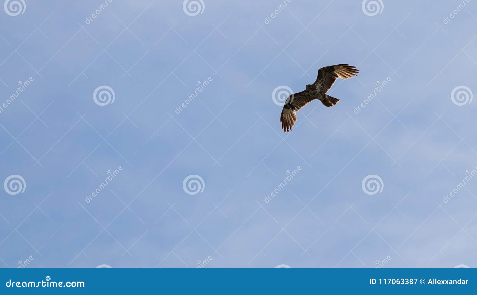 Common Buzzard Flight. Buteo Buteo Stock Image - Image of predator ...