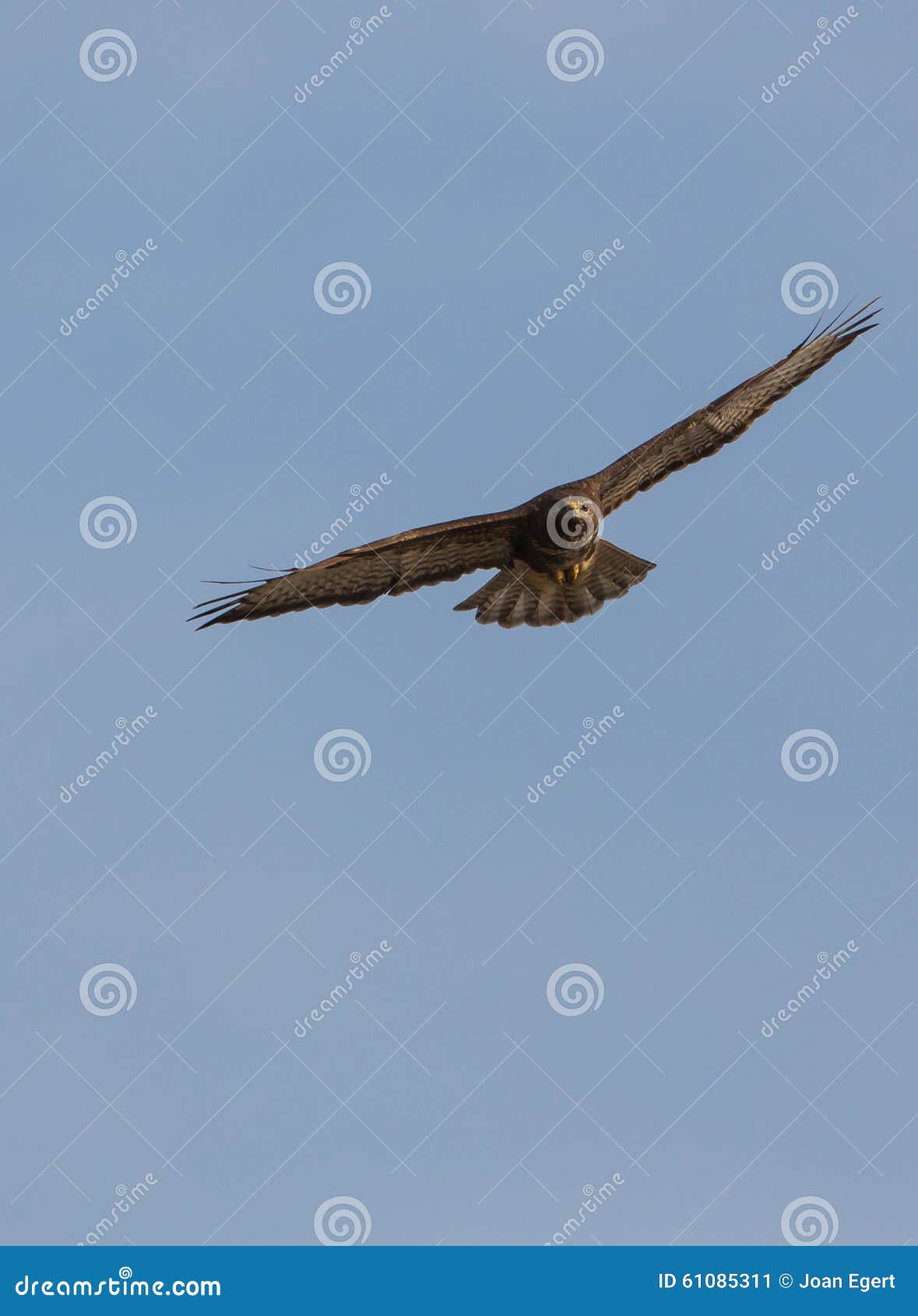 Common Buzzard in flight stock image. Image of detailed - 61085311