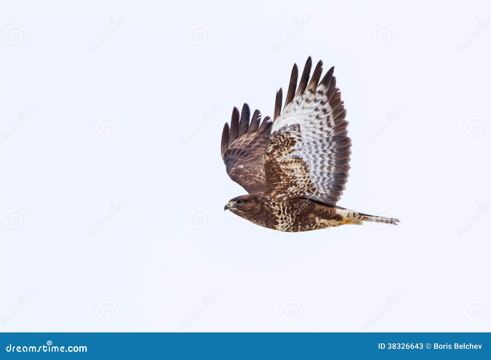Common Buzzard in flight stock image. Image of europe - 38326643