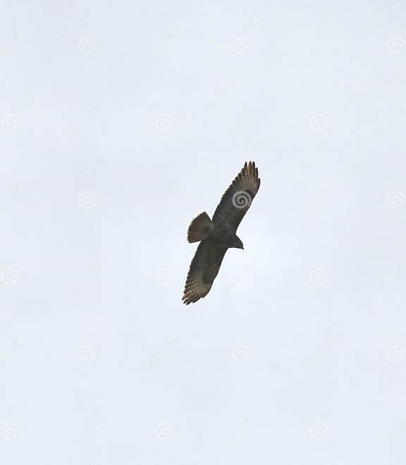 Common buzzard in flight stock photo. Image of clouds - 314564004