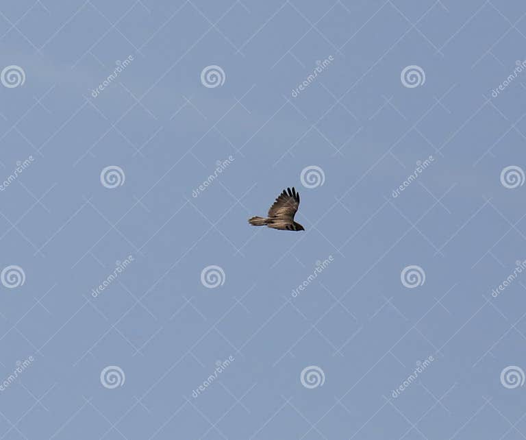 Common buzzard in flight stock photo. Image of buteo - 327796110
