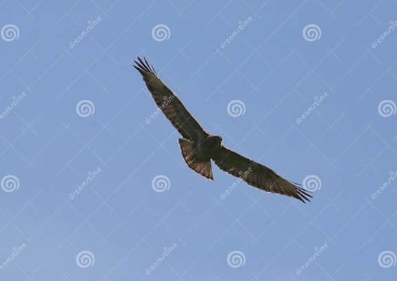 Common buzzard in flight stock photo. Image of wildlifephotography ...