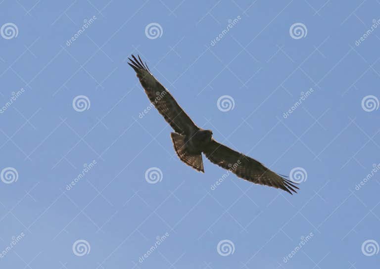 Common buzzard in flight stock photo. Image of wildlifephotography ...