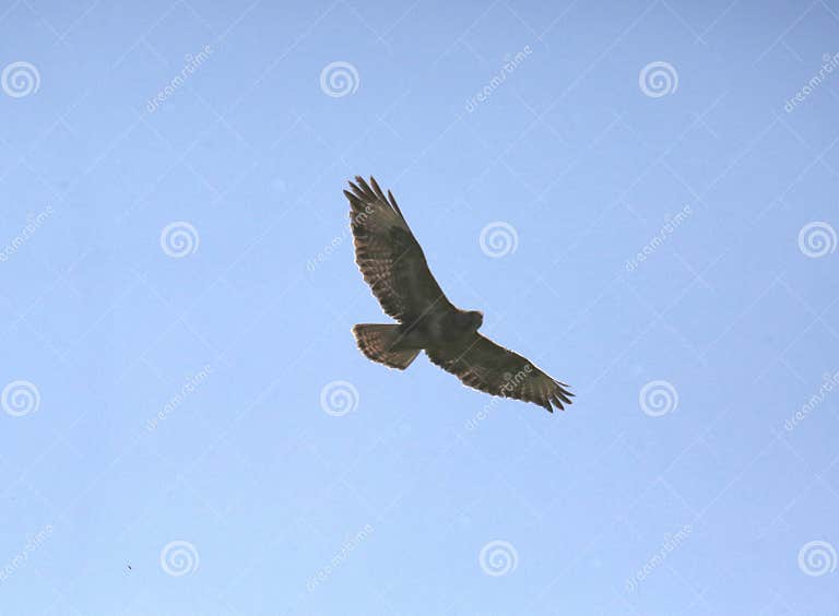 Common buzzard in flight stock image. Image of wildlifephotography ...