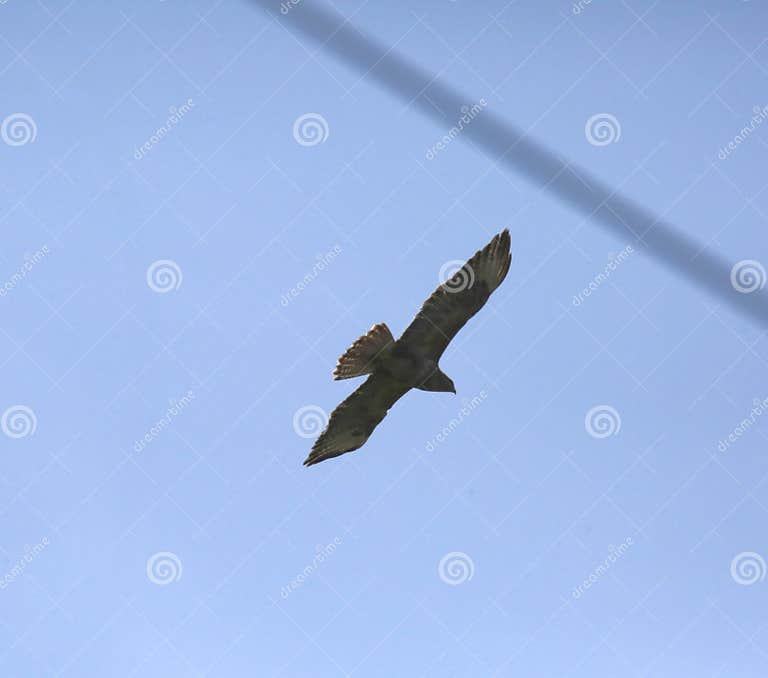 Common buzzard in flight stock photo. Image of wildlifephotography ...