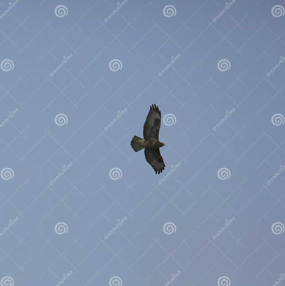 Common buzzard in flight stock photo. Image of flying - 337487574