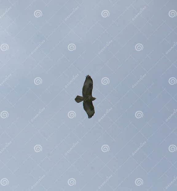Common buzzard in flight stock image. Image of birds - 337487795