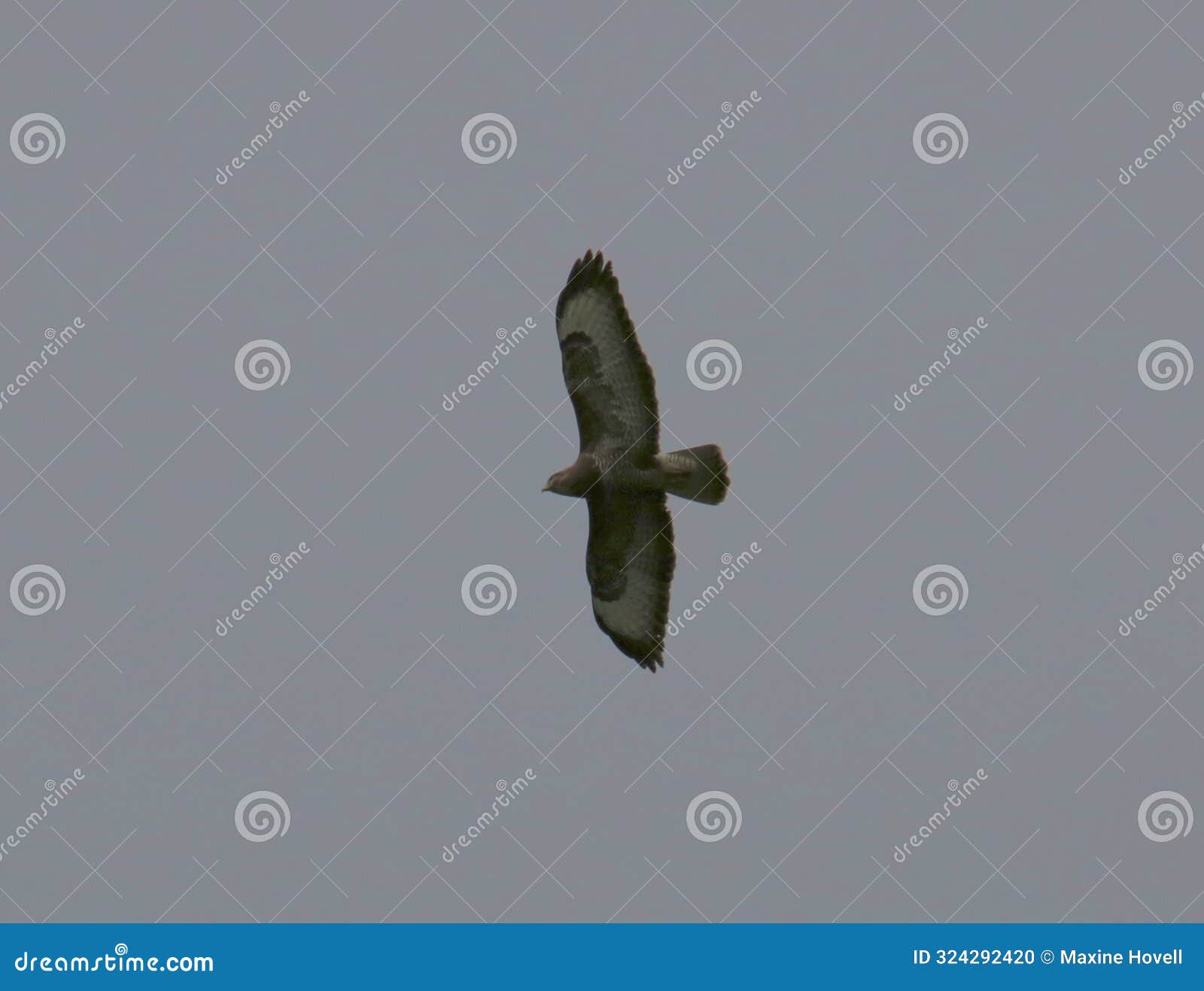 Common buzzard in flight stock photo. Image of flight - 324292420