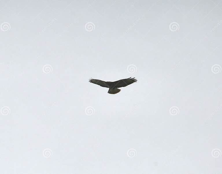 Common buzzard in flight stock image. Image of common - 314844257