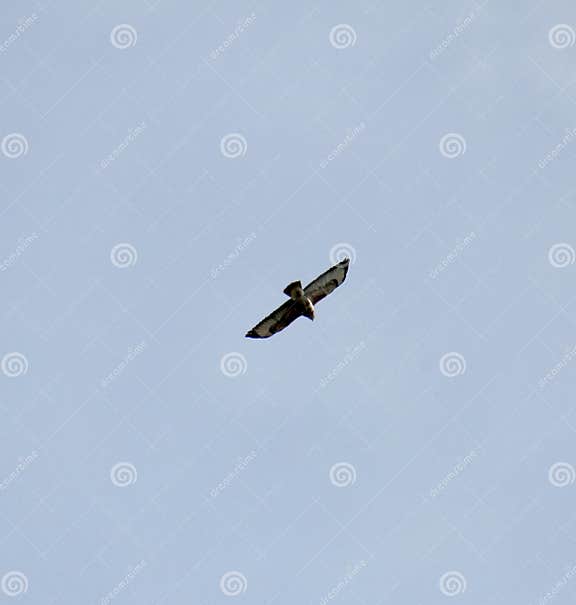 Common buzzard in flight stock photo. Image of england - 314564612