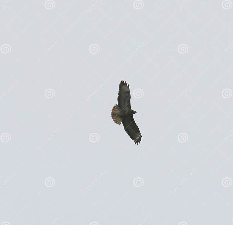 Common buzzard in flight stock photo. Image of seabirds - 314844716