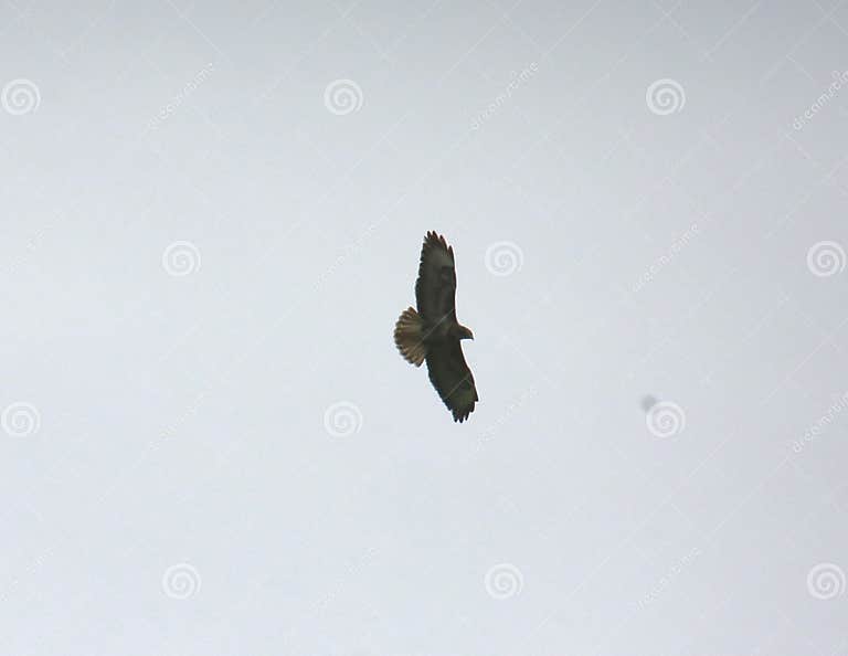 Common buzzard in flight stock photo. Image of flying - 314845456