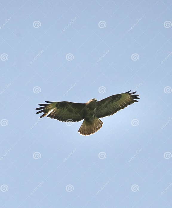 Common buzzard in flight stock photo. Image of naturephotography ...