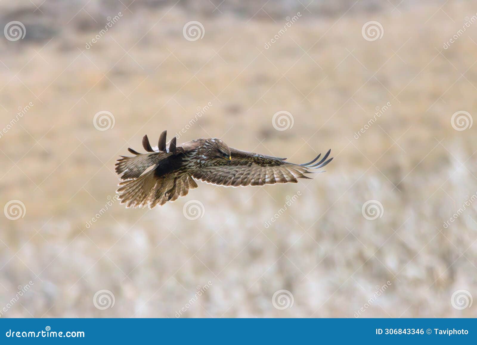 Set Of Buzzard In Flight Isolated On White. Buteo Rufinus Royalty-Free ...