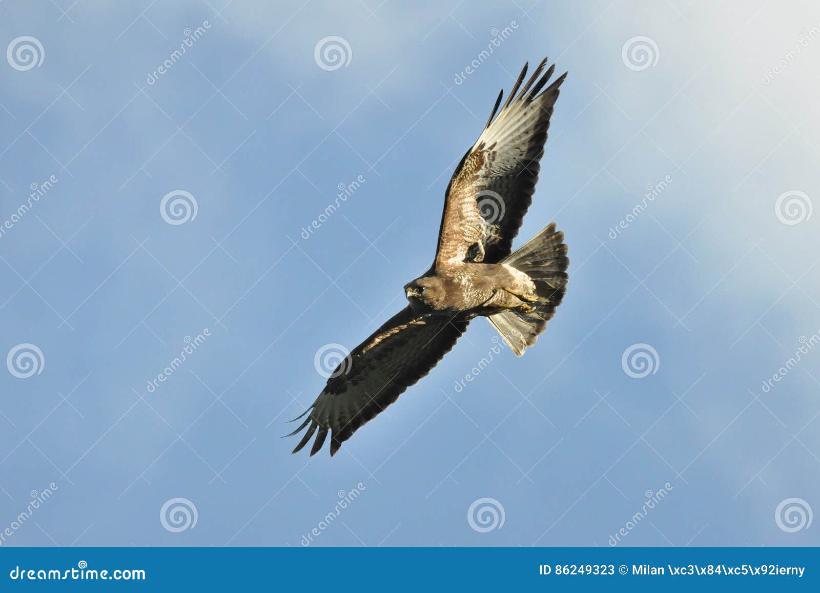 Common buzzard stock image. Image of beak, fauna, predator - 86249323