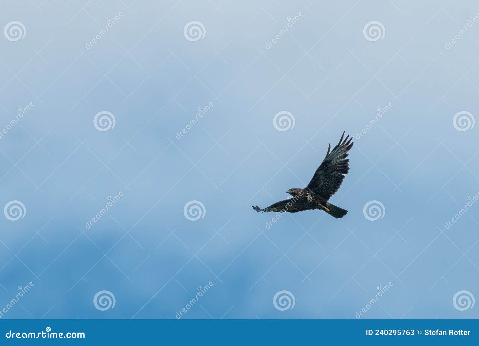 A Common Buzzard Flying Cloudy Sky Stock Image - Image of buteo, blue ...