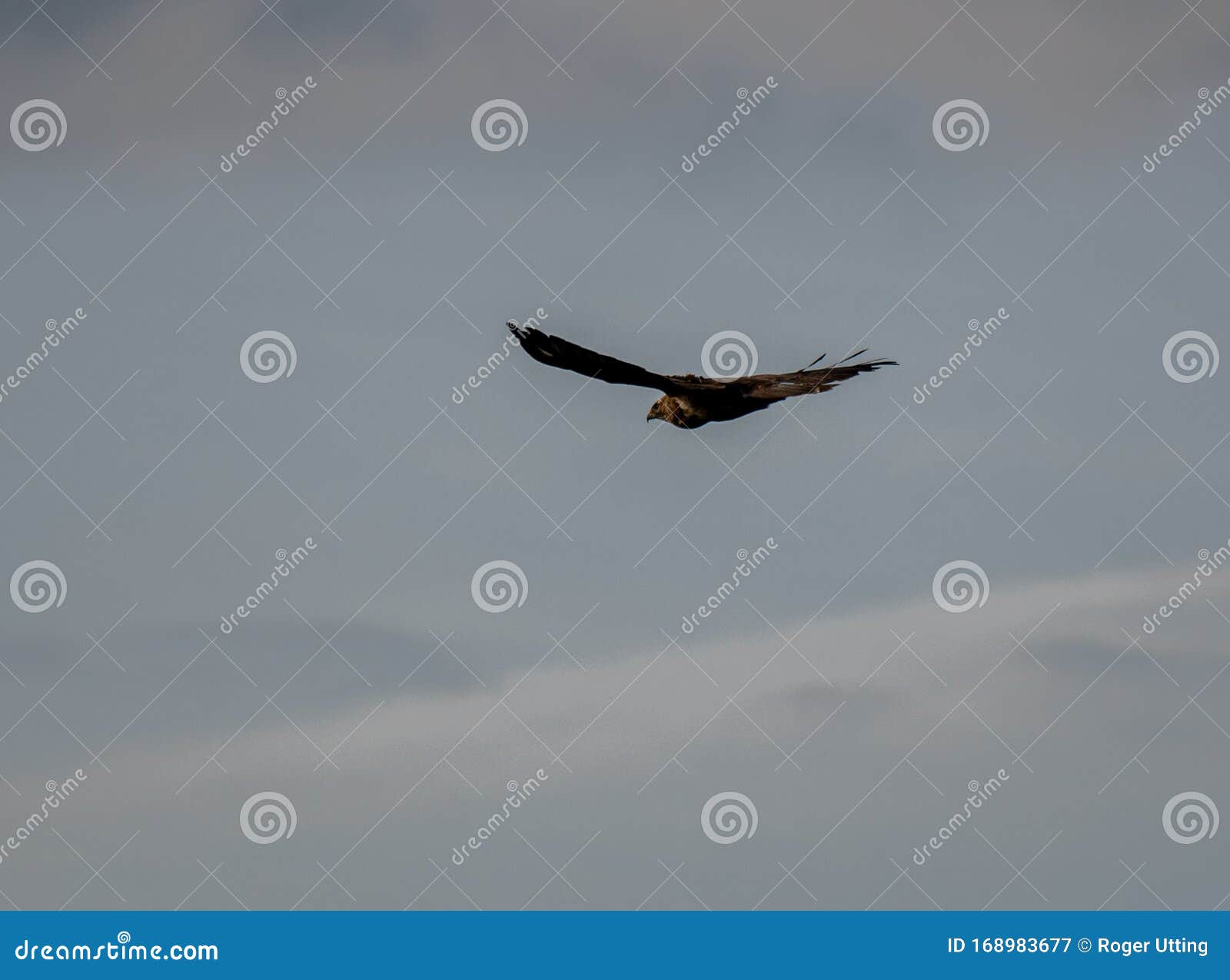 Common buzzard flying stock image. Image of bird, prey - 168983677