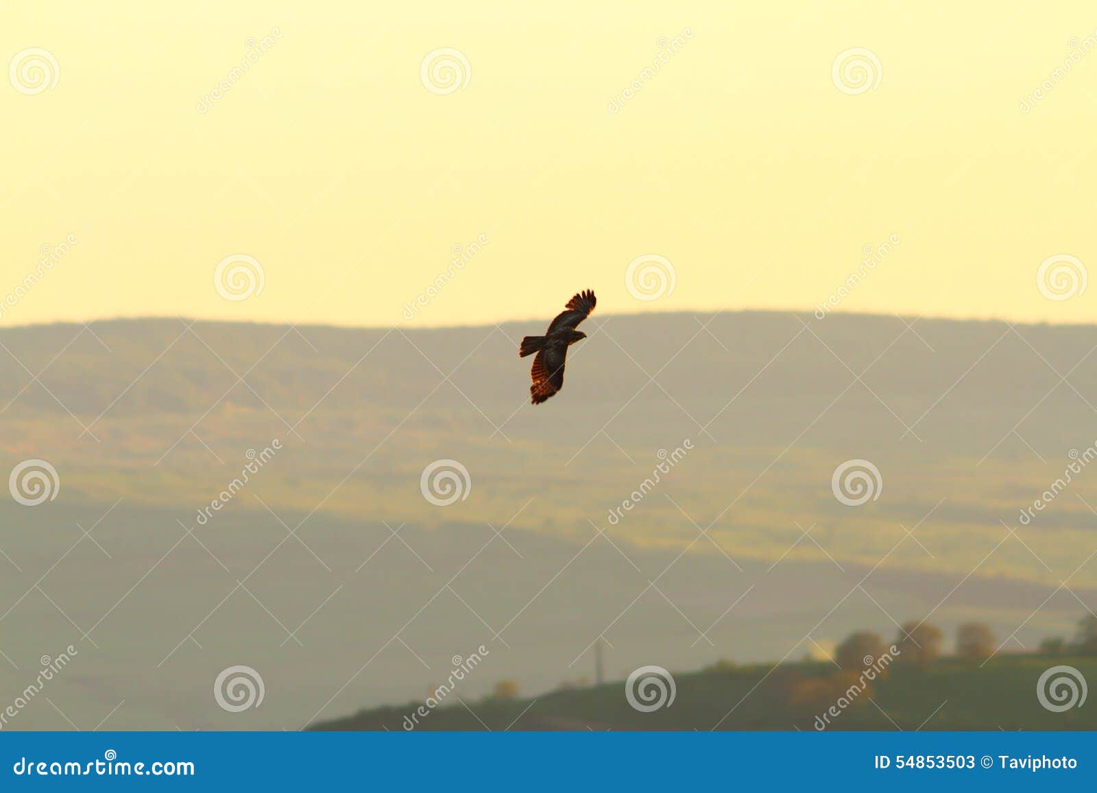 Common Buzzard Flying Over the Hills Stock Image - Image of cold ...