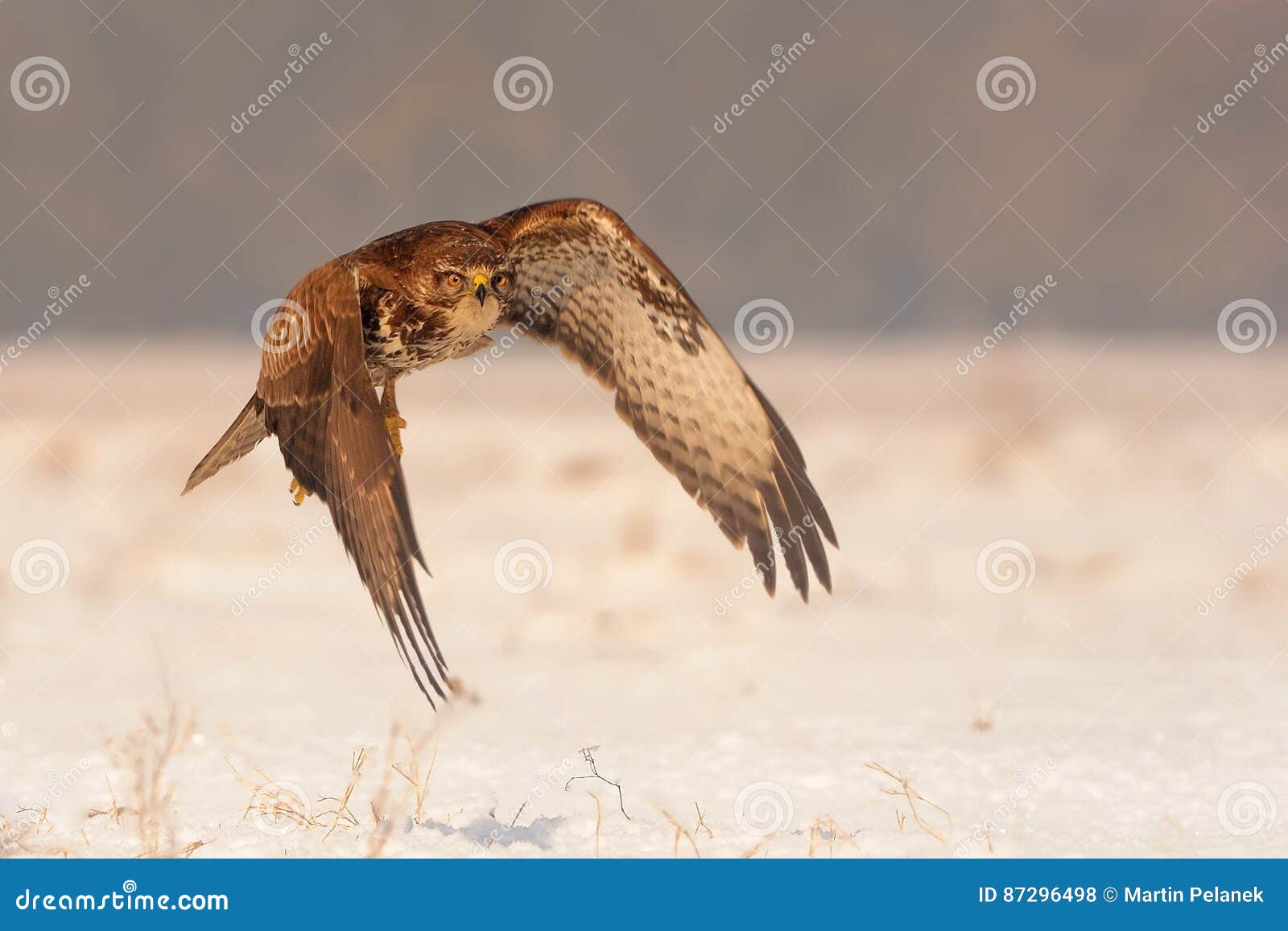 1,239 Common Buzzard Flying Stock Photos - Free & Royalty-Free Stock ...