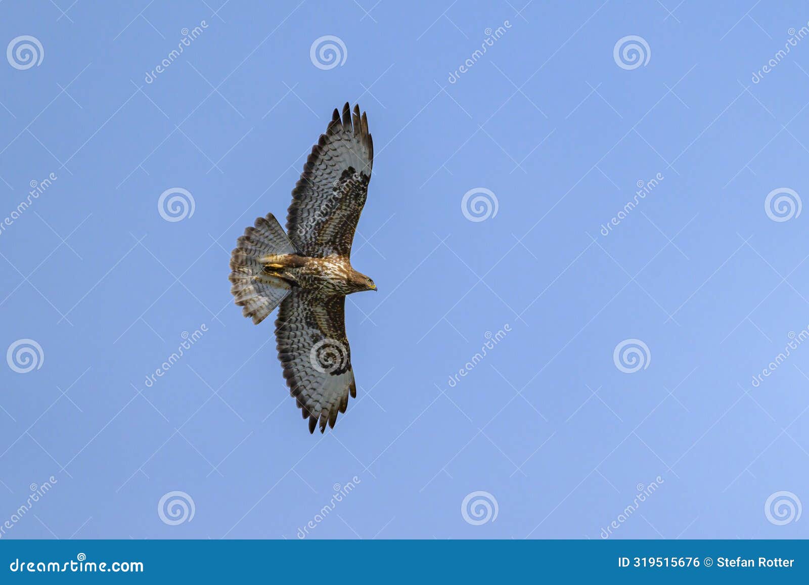 A Common Buzzard Flying on a Sunny Day Stock Photo - Image of fauna ...