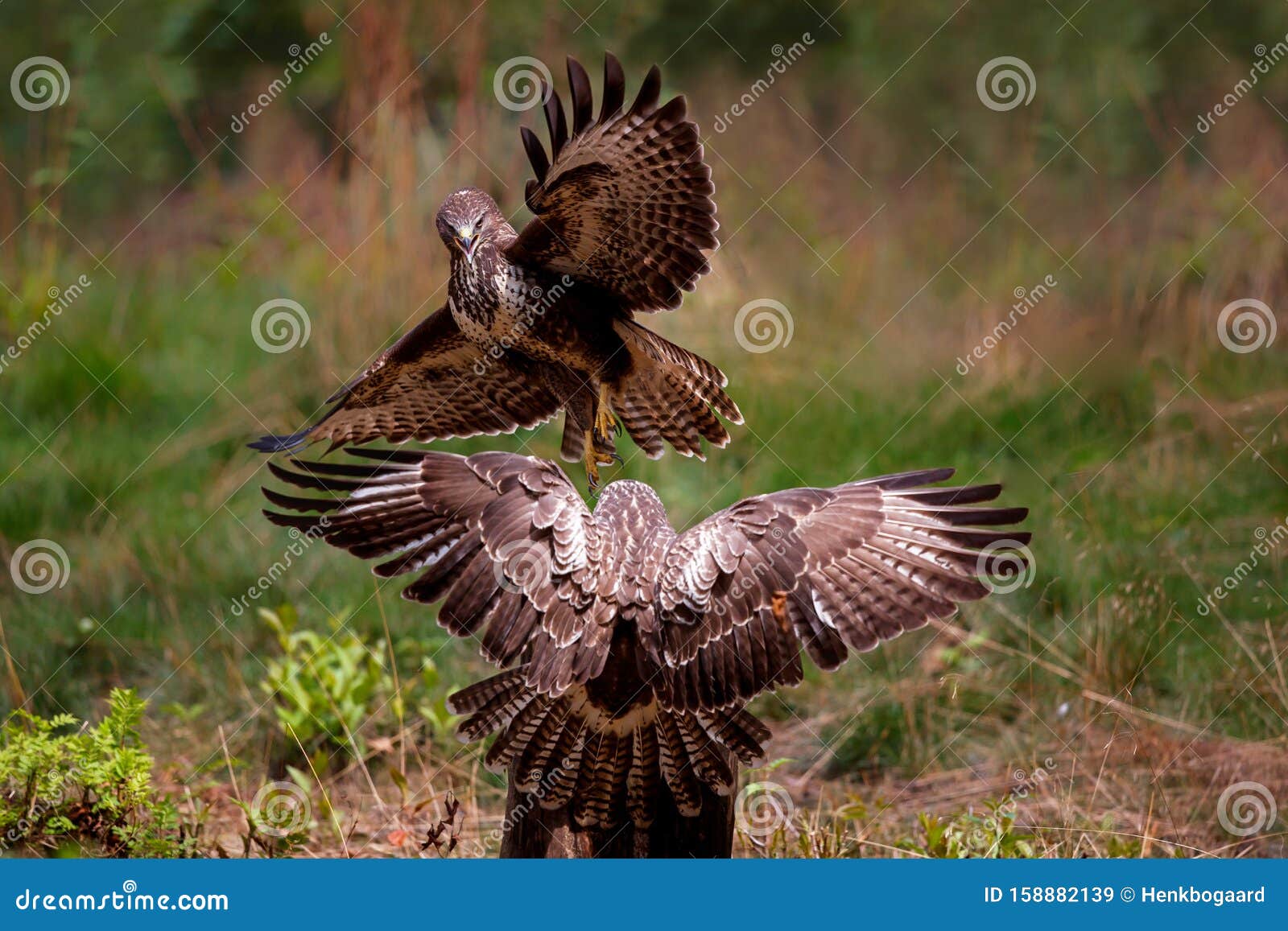 Common Buzzard in the Forest Stock Image - Image of forest, common ...