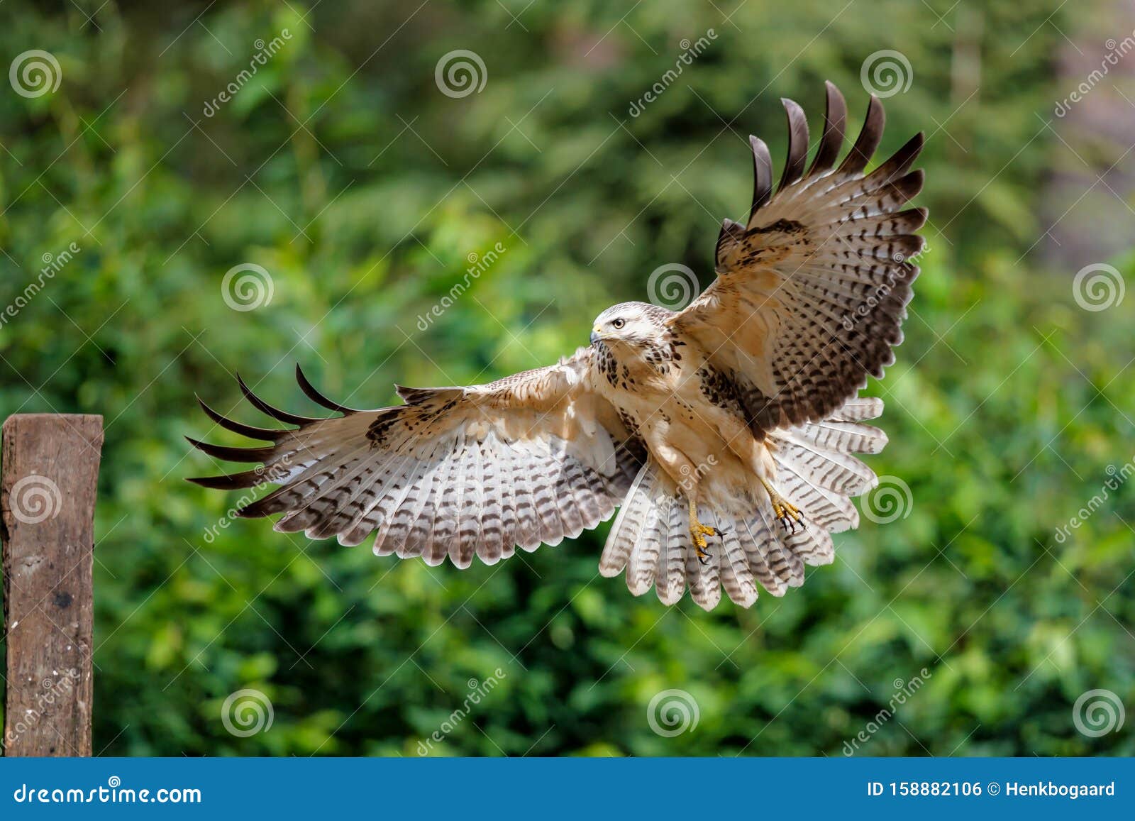 Common Buzzard in the Forest Stock Photo - Image of netherlands ...