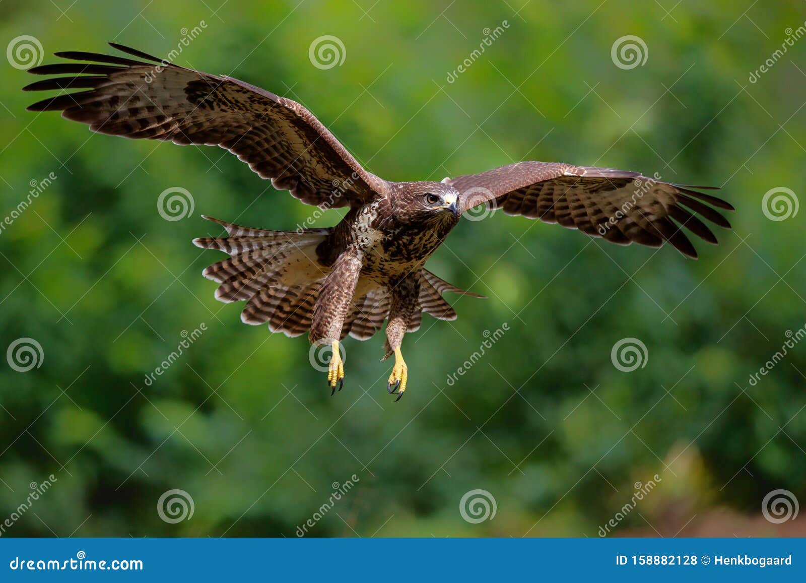 Common Buzzard in the Forest Stock Photo - Image of predator, animal ...