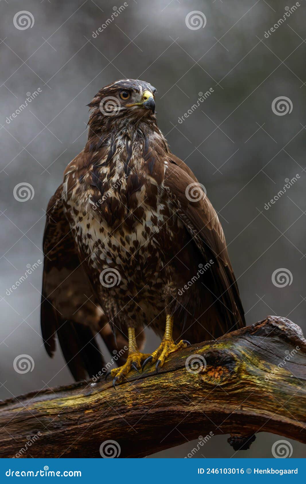 Common Buzzard in the Forest in the Netherlands. Stock Photo - Image of ...