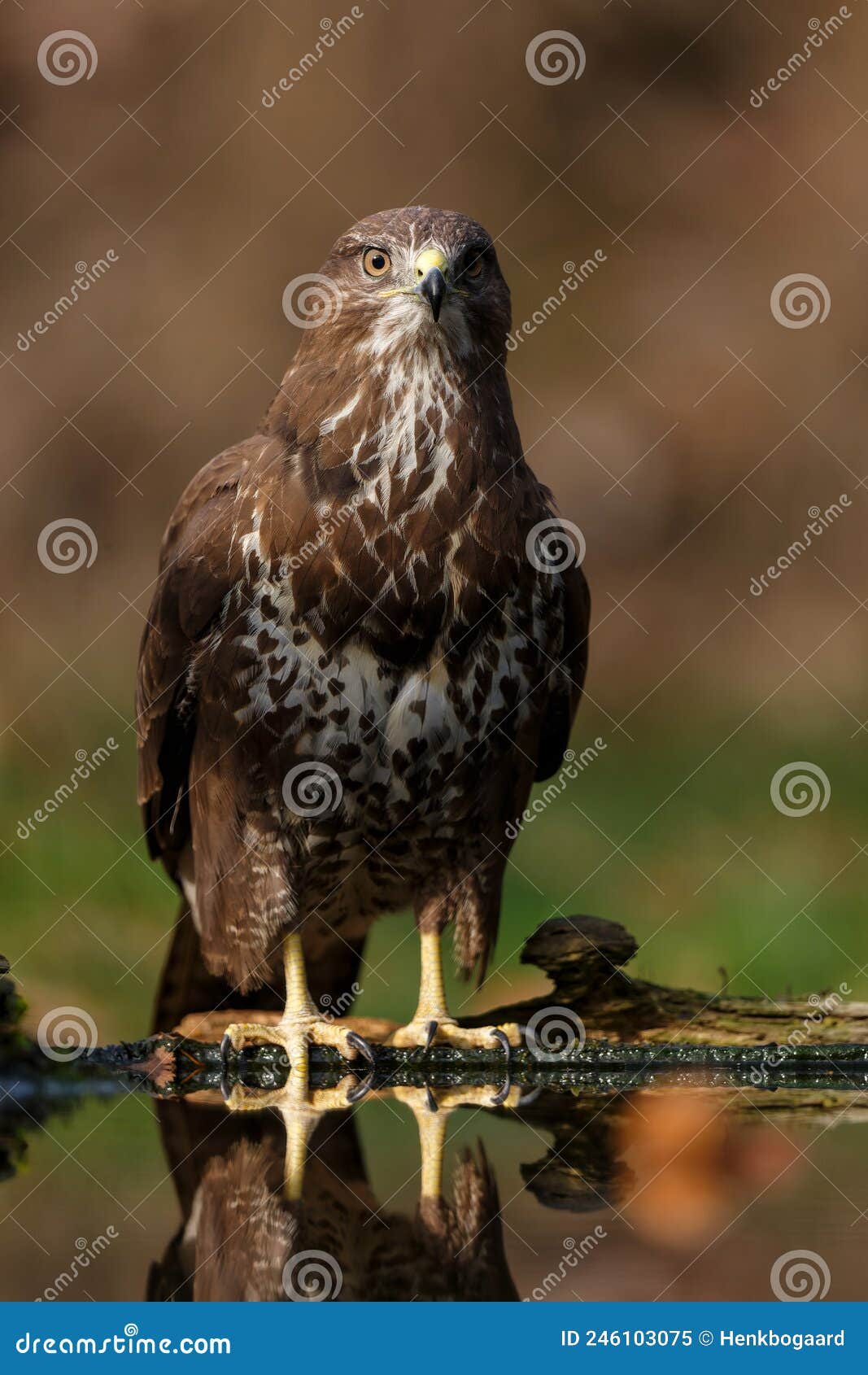 Common Buzzard in the Forest in the Netherlands. Stock Image - Image of ...