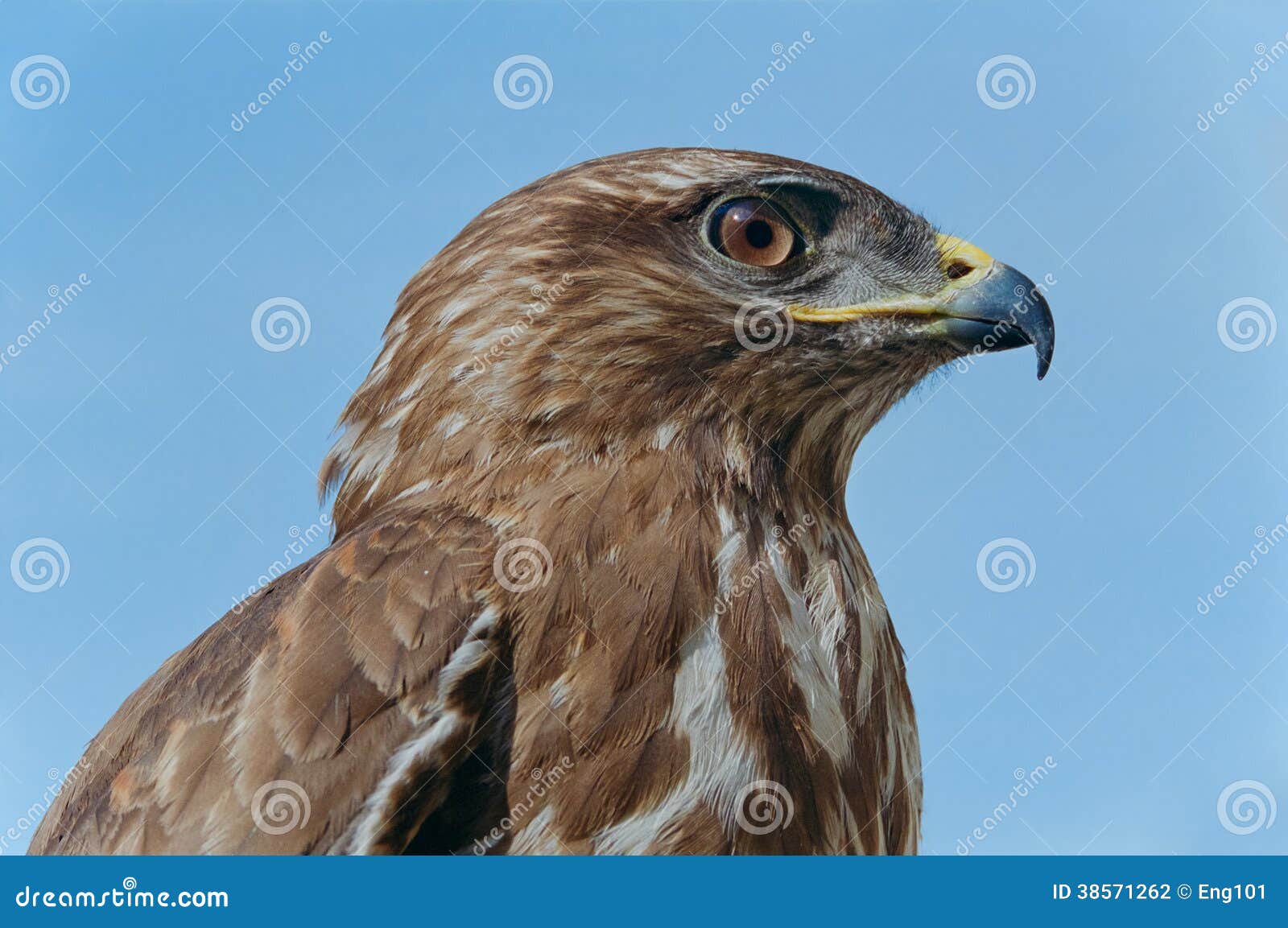 Common Buzzard Head Close-up Stock Photo - Image of raptor, prey: 38571262