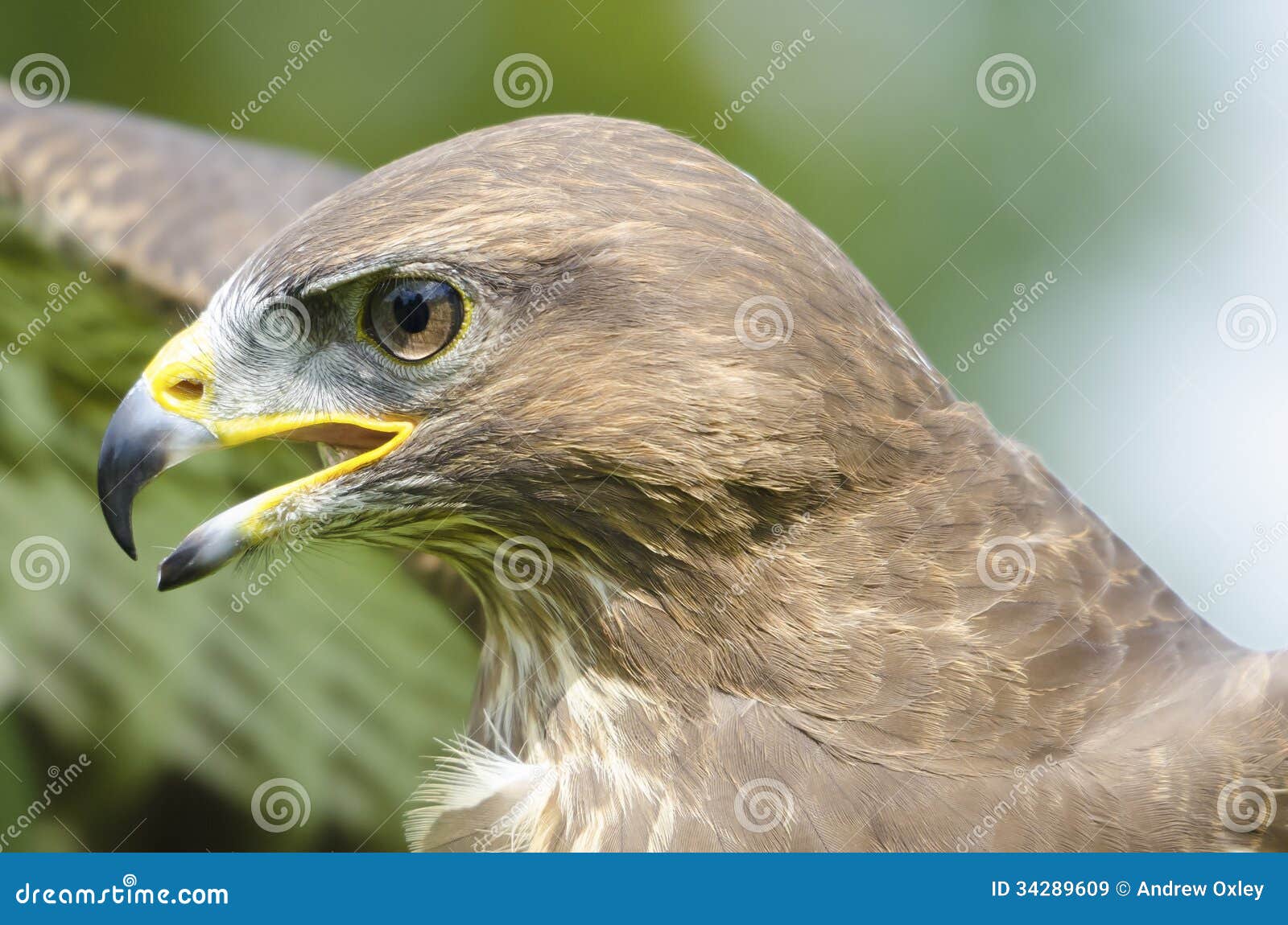 Common buzzard head-shot stock image. Image of prey, beak - 34289609
