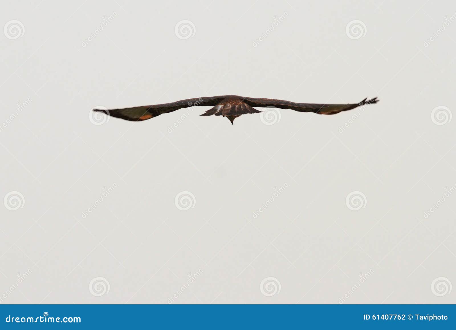 Common buzzard hunting stock photo. Image of hunting - 61407762