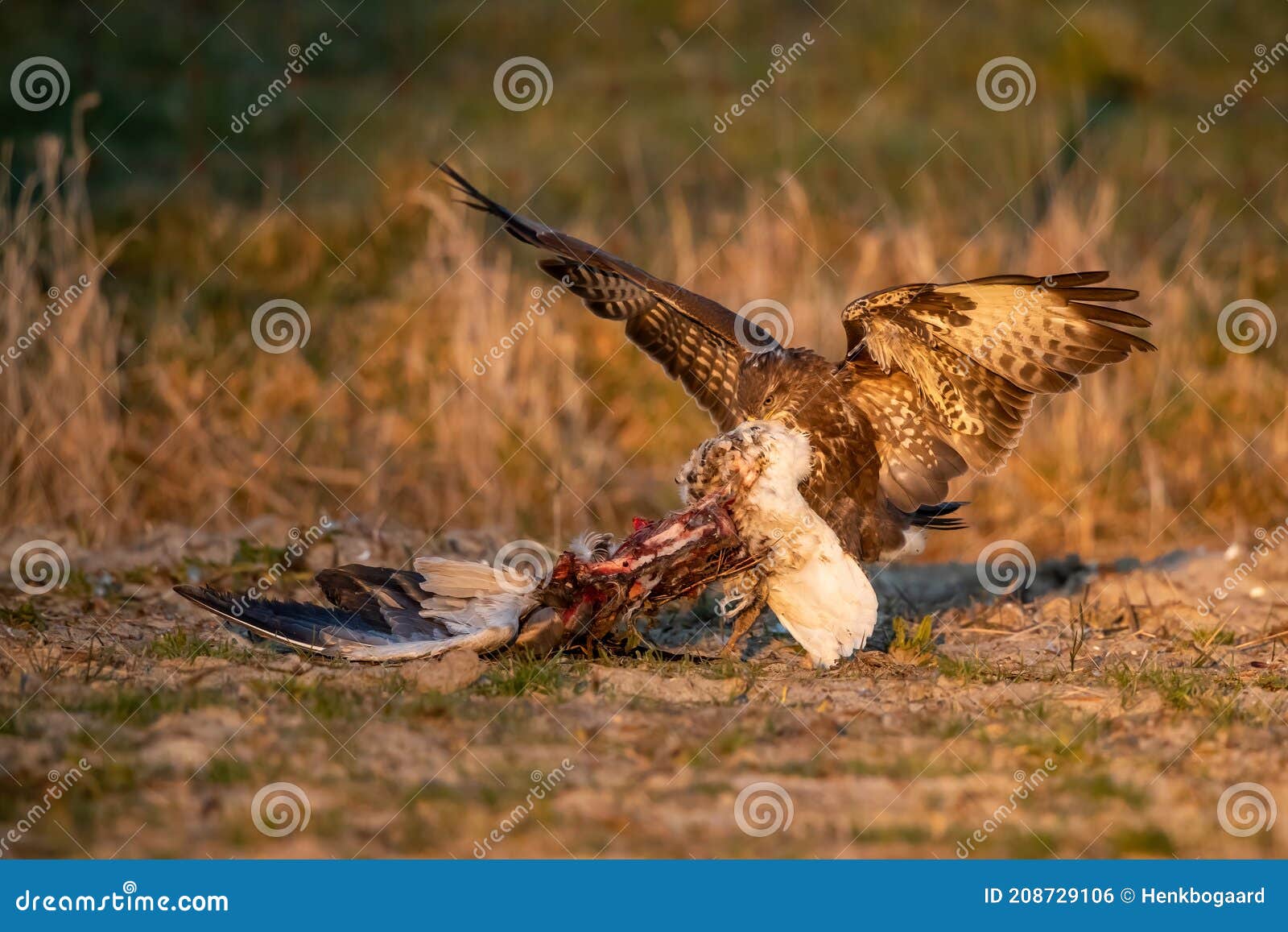 Common Buzzard in the Meadows Stock Photo - Image of meadows, eating ...