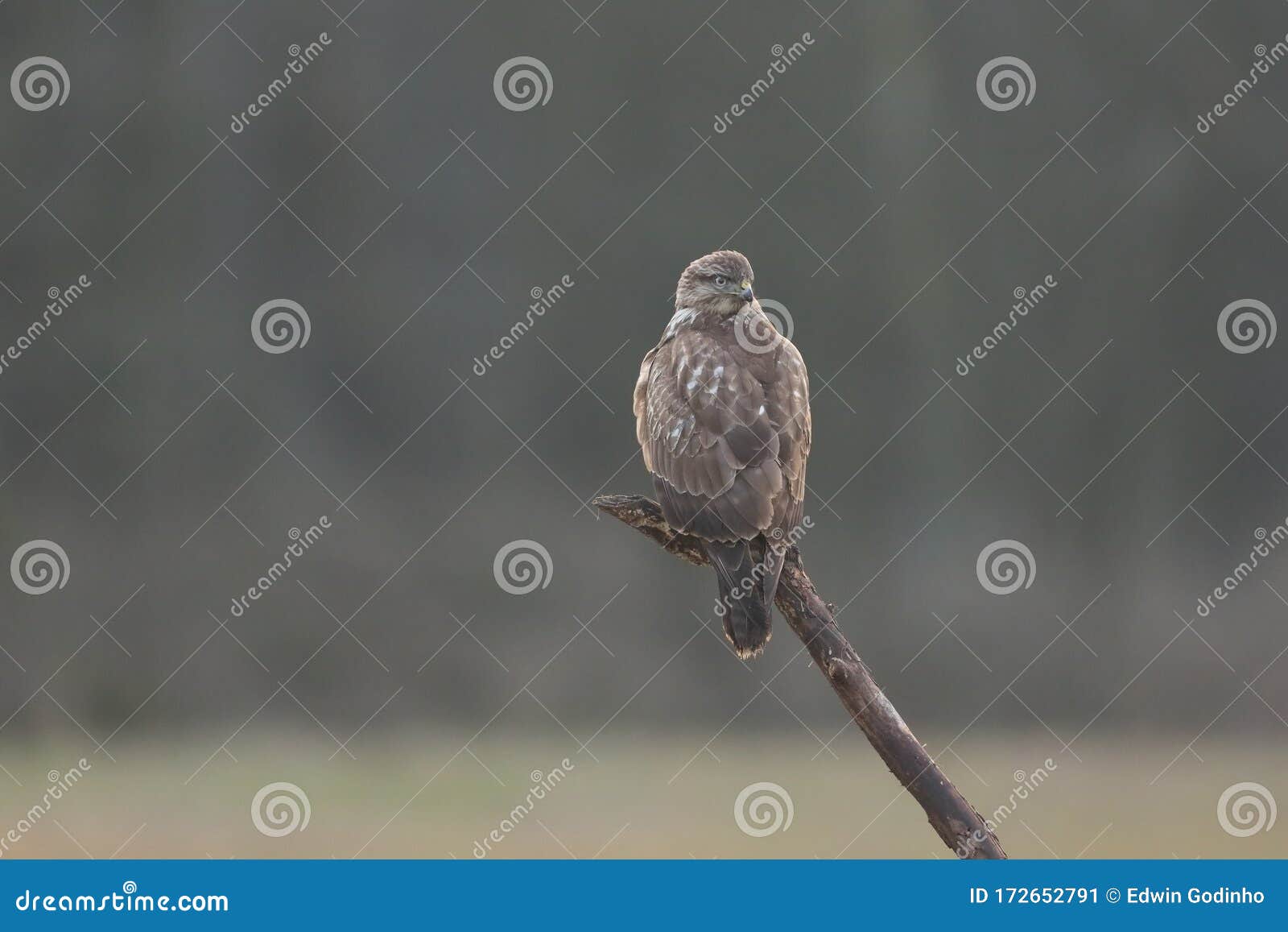 A Common Buzzard on a Perch Stock Image - Image of white, portrait ...