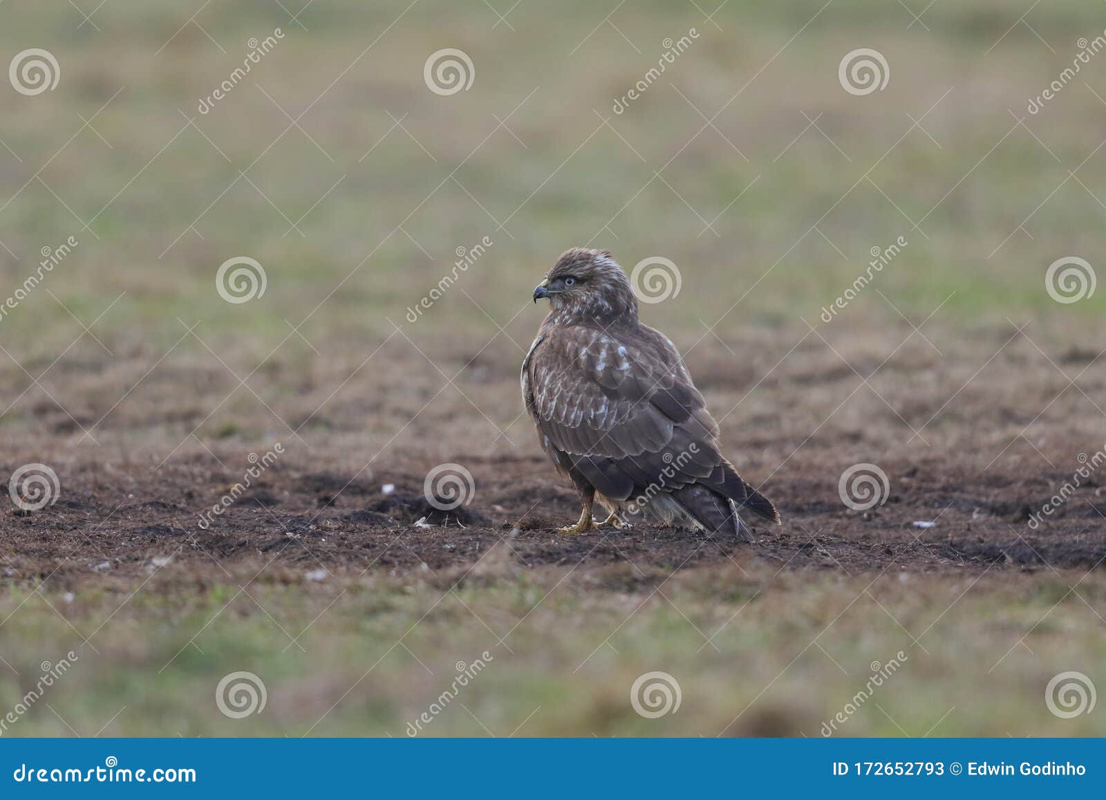 A Common Buzzard on the Ground Stock Image - Image of common, fence ...
